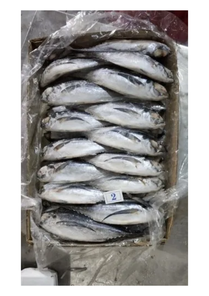 Mackerel Pack – Med Tropicals Limited