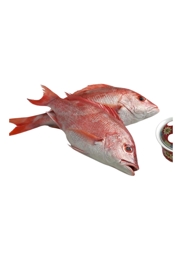 Red Snapper 2 in 1 – Med Tropicals Limited