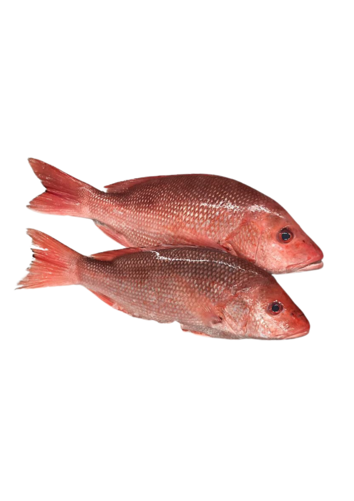 Red Snapper 2 in 1 – Med Tropicals Limited